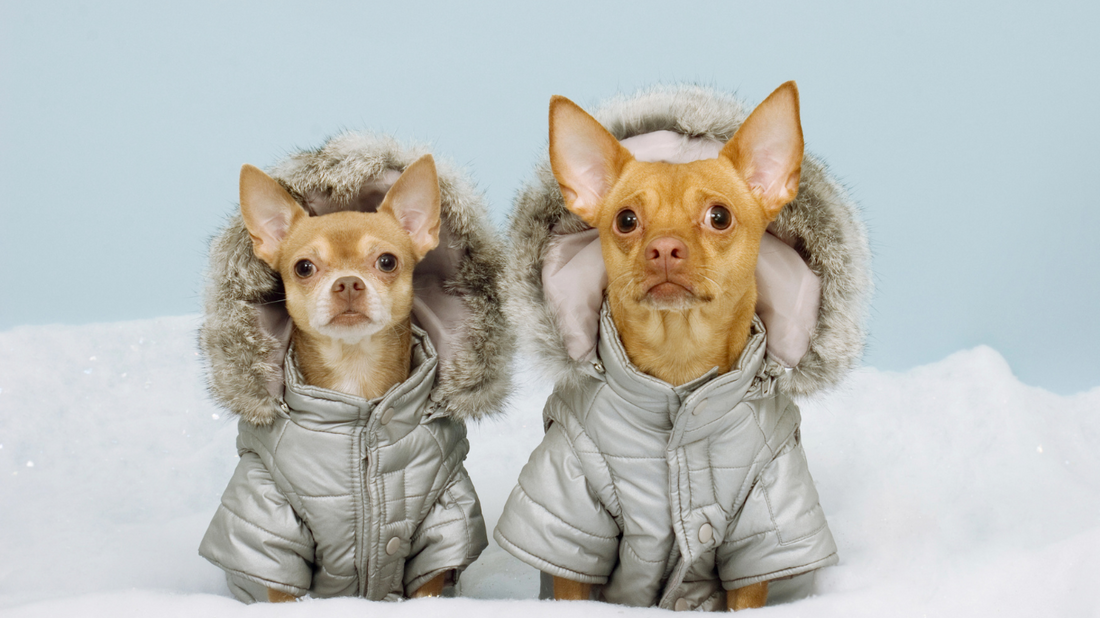 The Ultimate Guide to Dog Winter Clothes – Keep Your Pup Warm and Styl – EQ Trend Shop